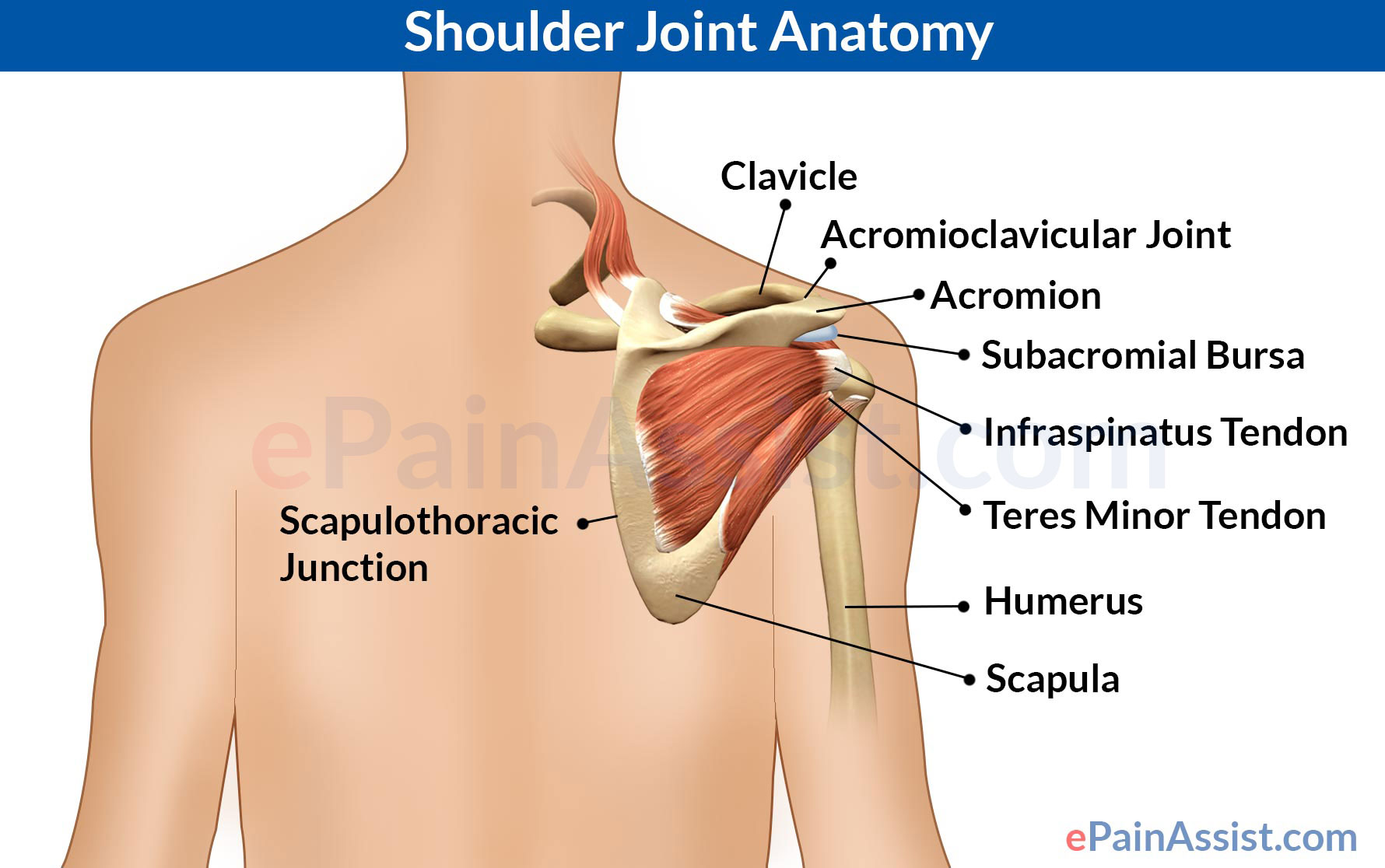 Shoulder Joint Anatomy Skeletal System Cartilages Ligaments Muscles Tendons