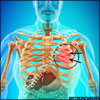 Rib Pain Information Center|Bruised Ribs|Rib Cartilage Injury|Fracture