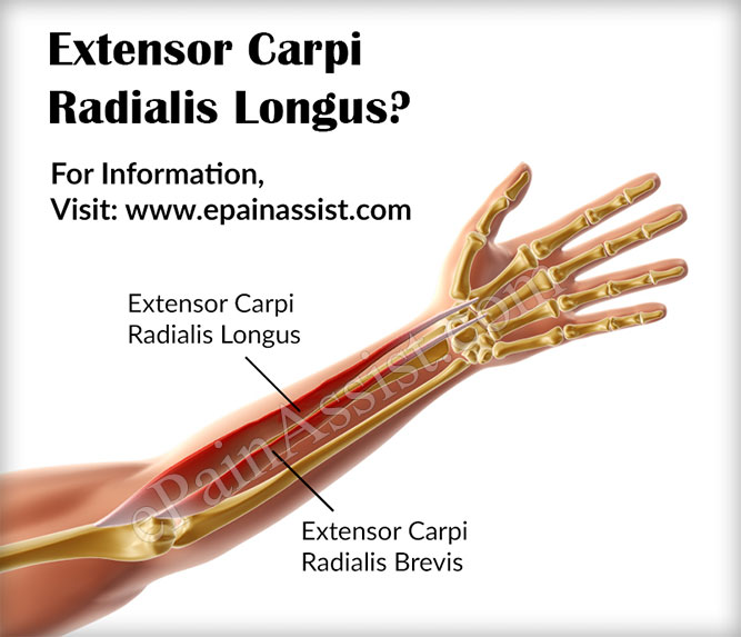 Extensor Carpi Radialis Longus|Structure|Function|Pain