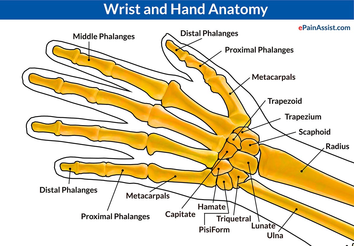 Wrist Ligaments Diagram