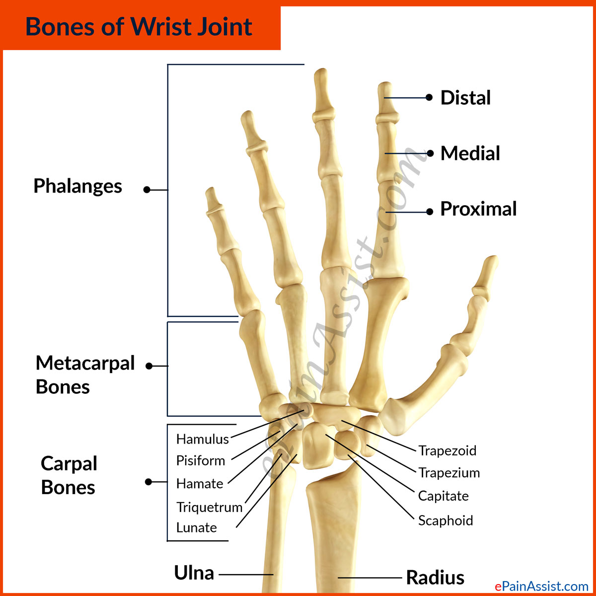 Wrist Joint Anatomy Bones Movements Ligaments Tendons Abduction